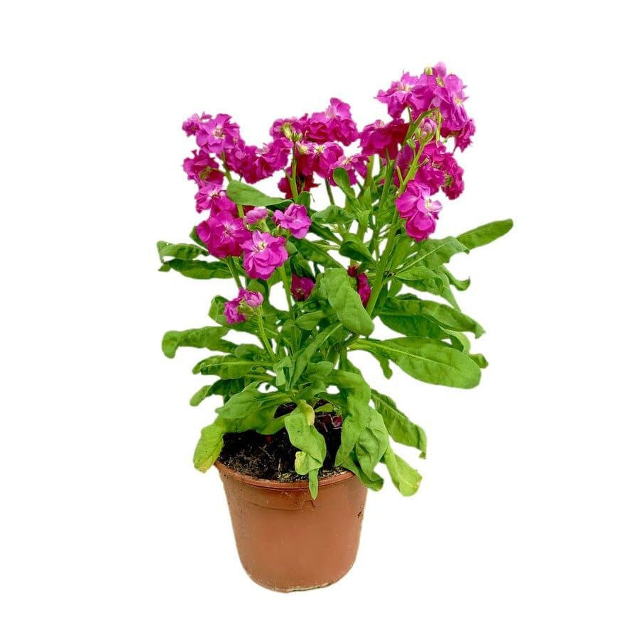 Alhelí | Matthiola Incana | Planta Aromática con Flor | DECOALIVE