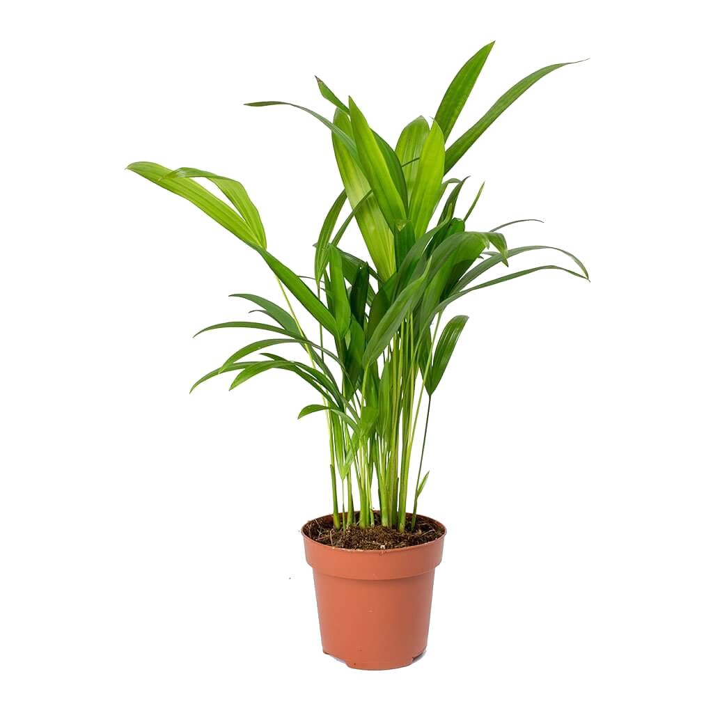 Palmera Areca (Dypsis Lutescens) | Planta de Interior Tropical | DECOALIVE
